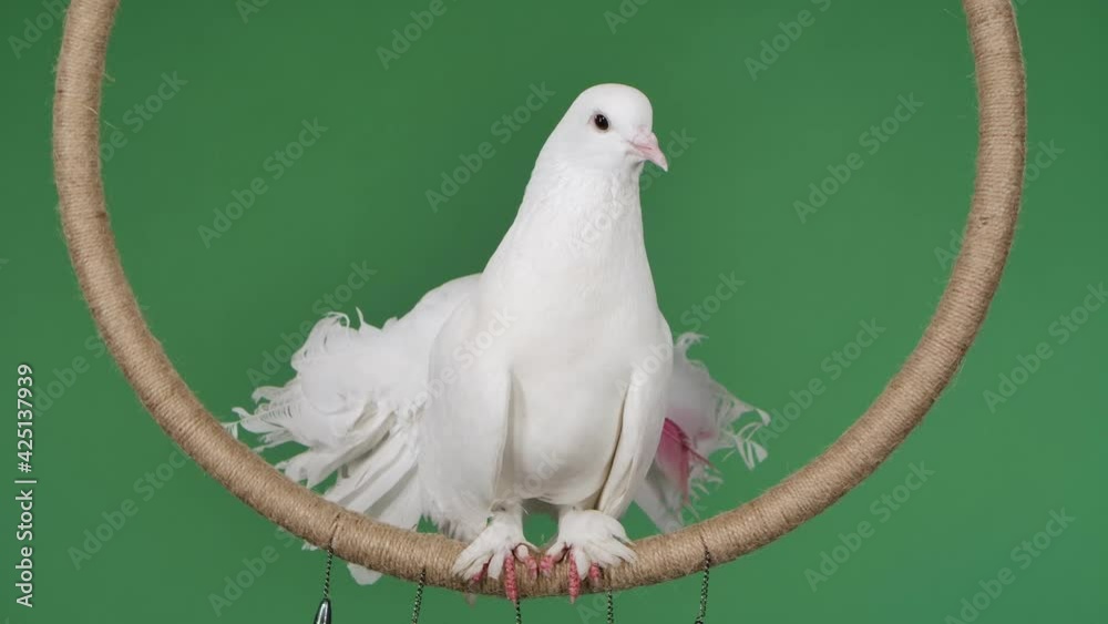 A real dove with beautiful white plumage sits on the ring and looks ...