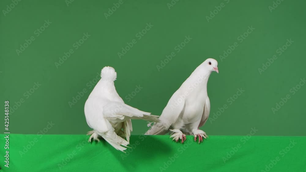 Two adorable white doves with beautiful plumage sit next to each other ...