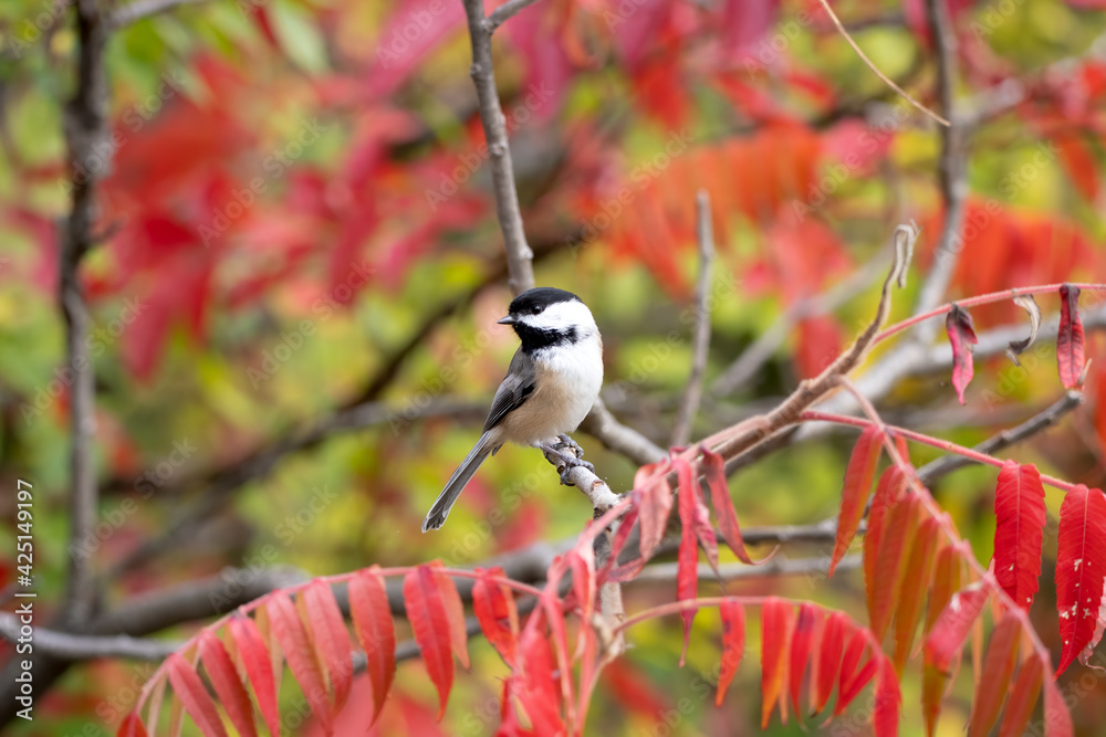 Black-capped chickadee perched in a sumac tree with red leaves. Green ...