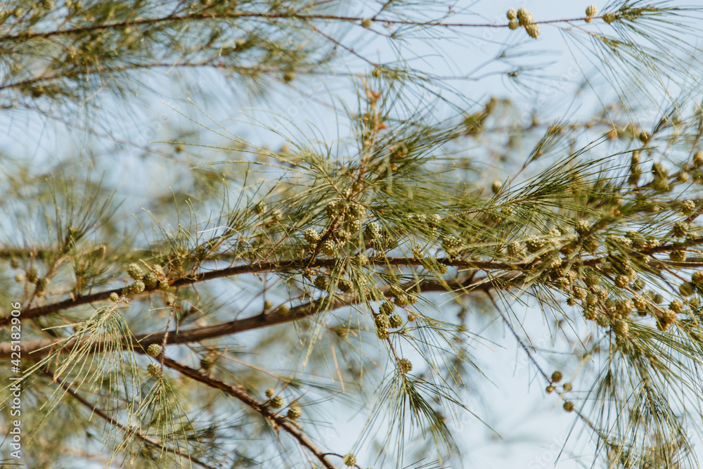 Casuarina equisetifolia tree in tropical beach , Thailand Stock Photo ...