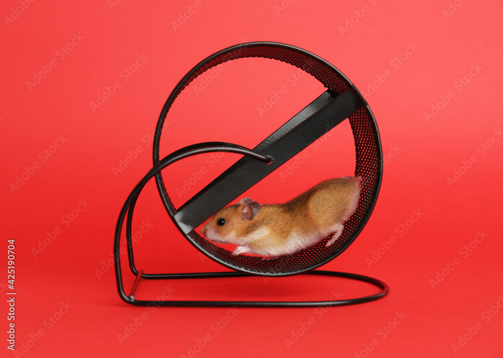 Cute Mouse On A Wheel