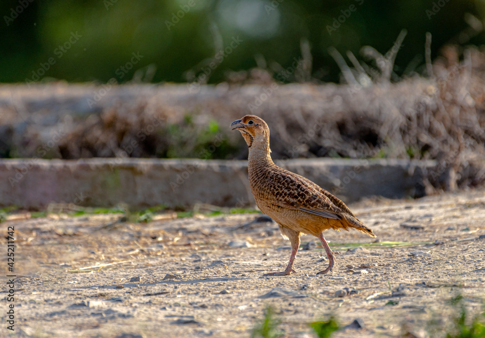 grey francolin in the desert, The grey francolin is a species of ...