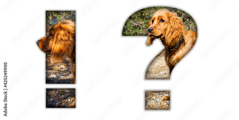 Foto de Question mark and exclamation mark made from photos with dogs ...