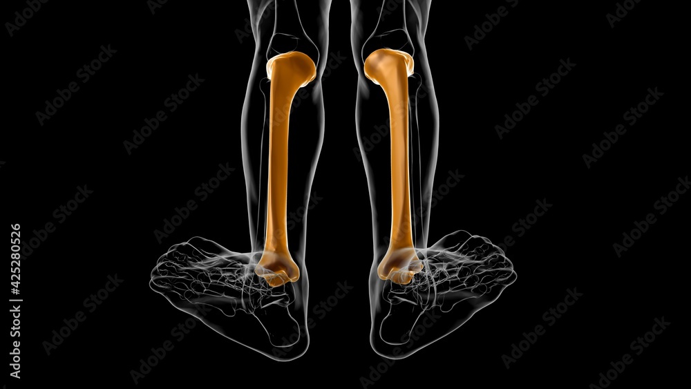 Human skeleton anatomy Tibia Bone 3D Rendering Stock Illustration ...