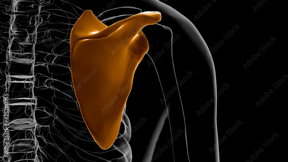 Human skeleton anatomy Scapula Bone 3D Rendering Stock Illustration ...