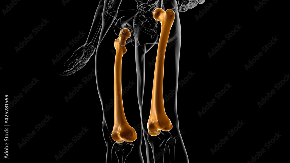 Human skeleton anatomy Femur Bone 3D Rendering Stock Illustration ...
