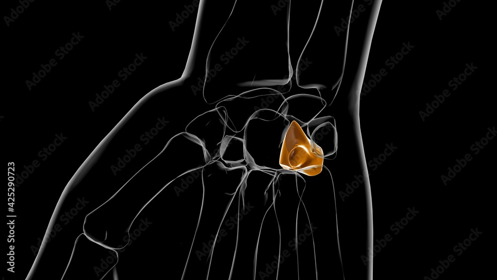 Human Skeleton Hamate Bone Anatomy For Medical Concept 3D Stock ...