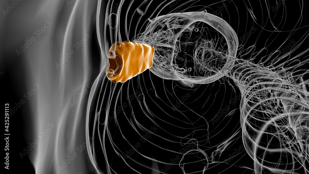 Human Skeleton Body of Sternum Bone Anatomy For Medical Concept 3D ...