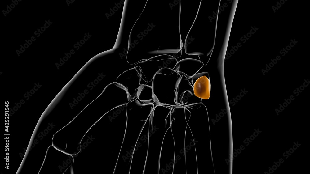 Human Skeleton Pisiform bone Anatomy 3D Stock Illustration | Adobe Stock