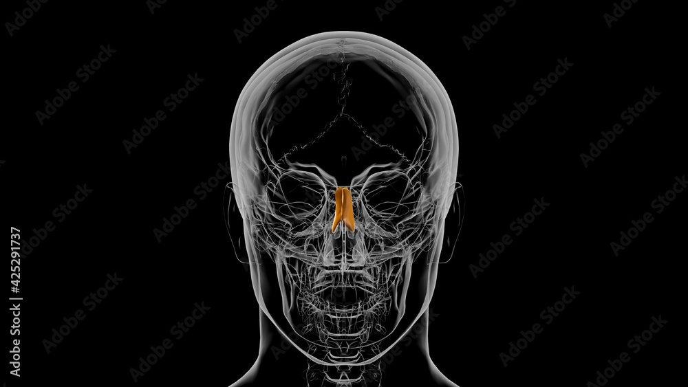 Human Skeleton Nasal bone Anatomy 3D Stock-Illustration | Adobe Stock