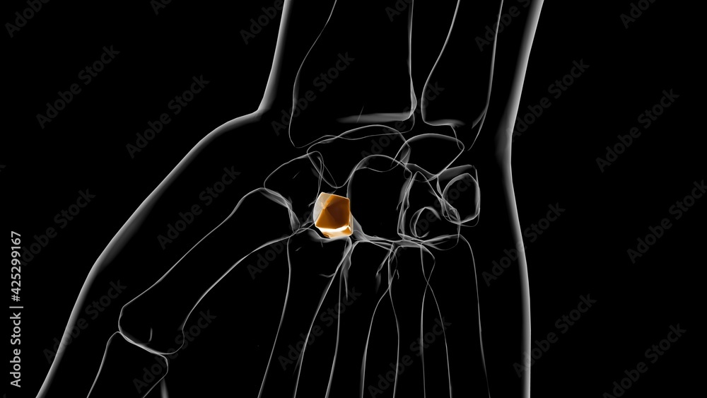 Human Skeleton Triquetral bone Anatomy 3D Stock Illustration | Adobe Stock