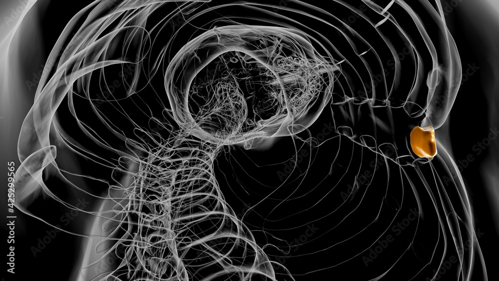 Human Skeleton Xiphoid process Anatomy 3D Stock Illustration | Adobe Stock