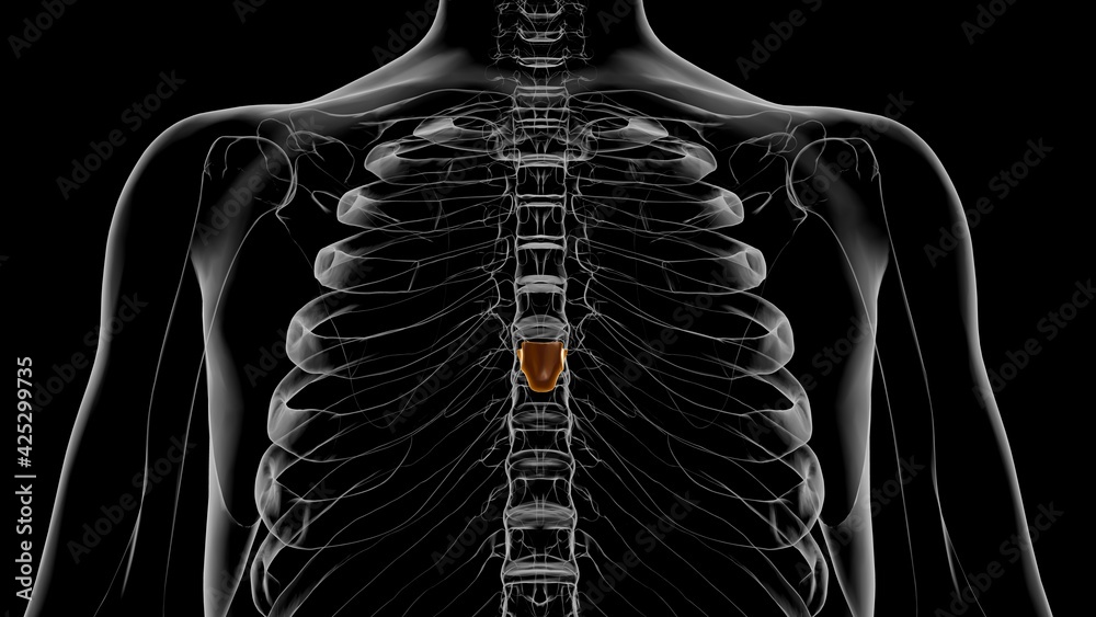 Human Skeleton Xiphoid process Anatomy 3D Stock Illustration | Adobe Stock