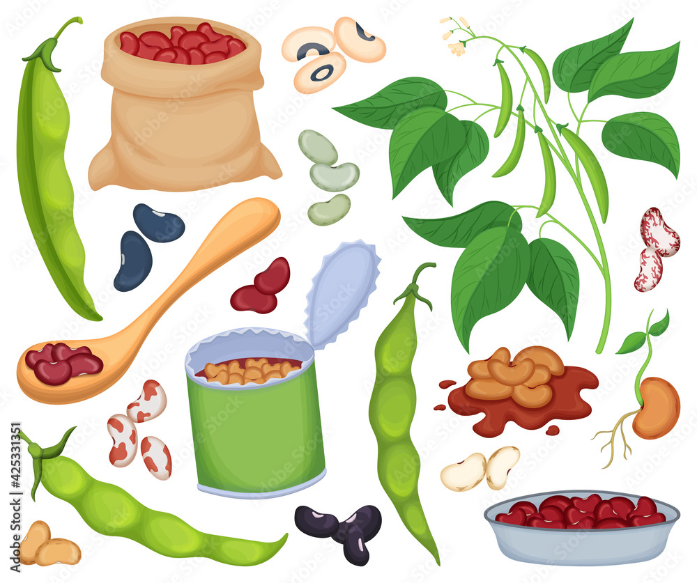 Bean of food vector illustration on white background .Isolated cartoon ...