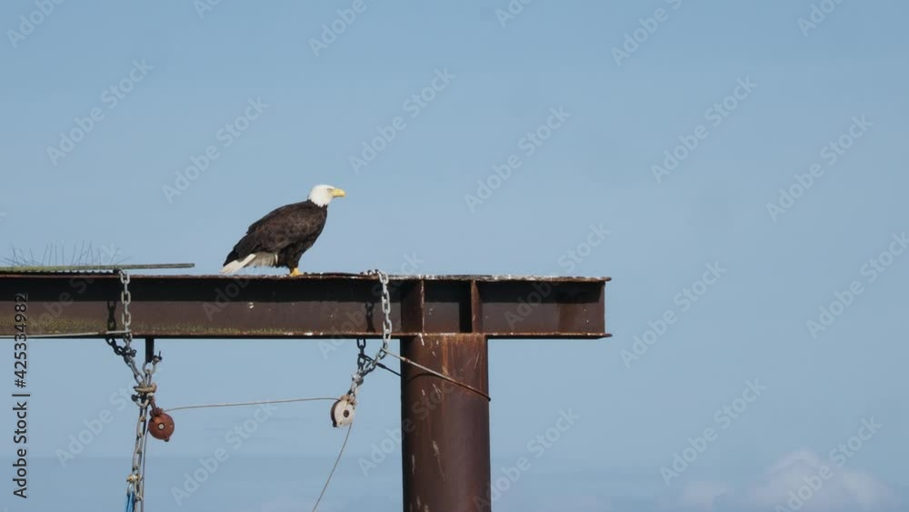 Bald Eagle preening itself under strong wind, perched at the steel ...