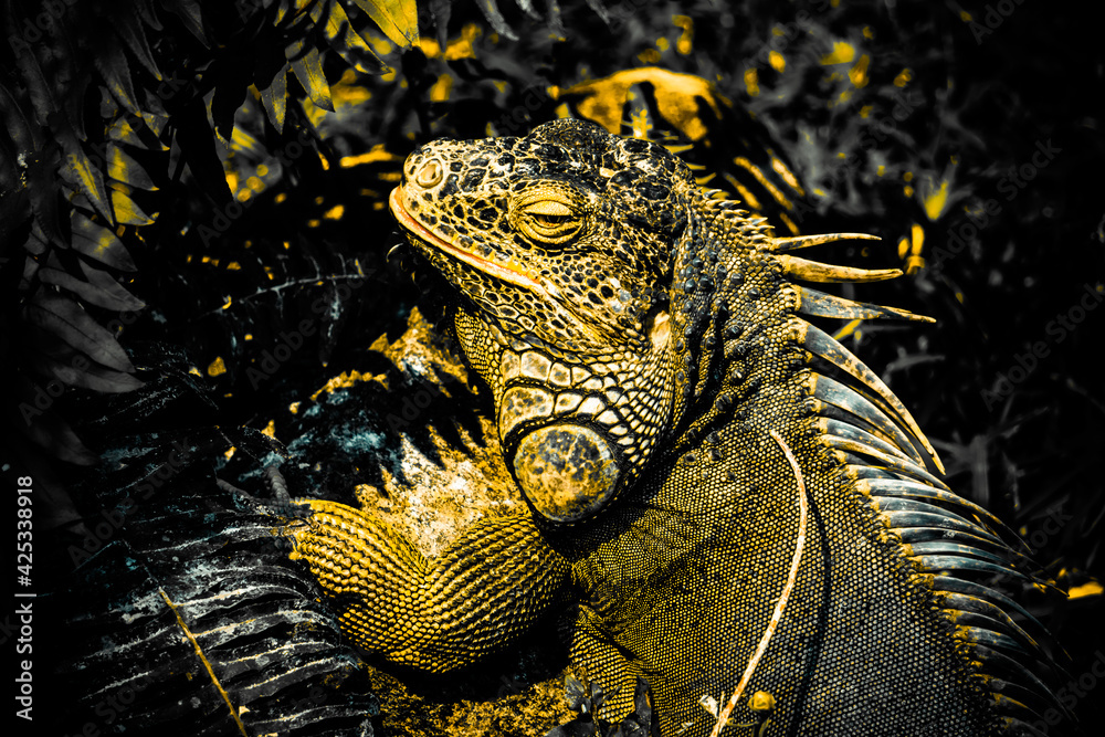 Rare Species Golden yellow Color Iguana Living At The Madras Crocodile ...