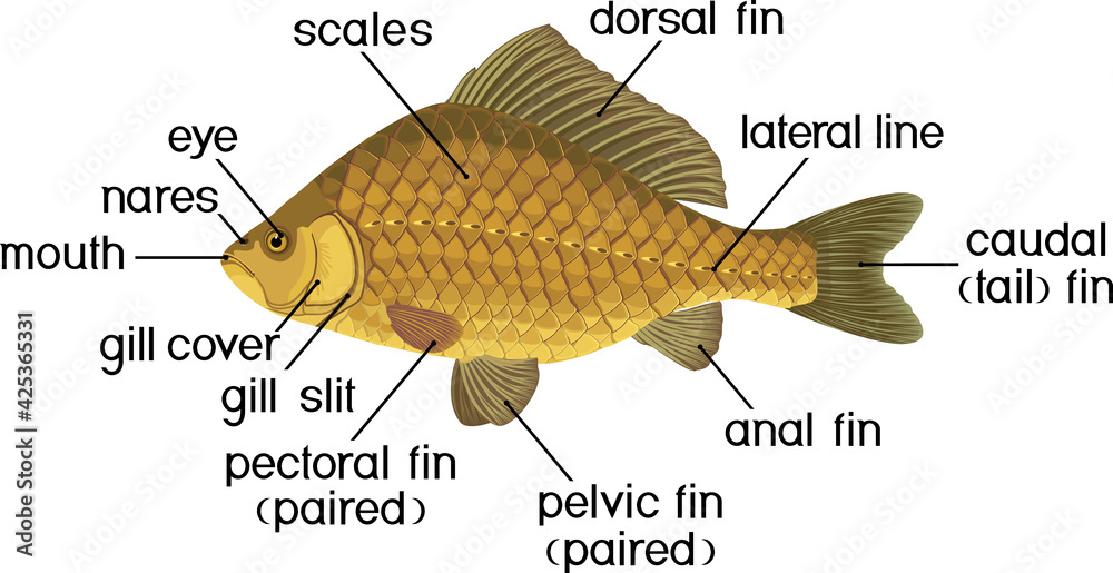 Fish External Anatomy Diagram Draw A Diagram Showing The External