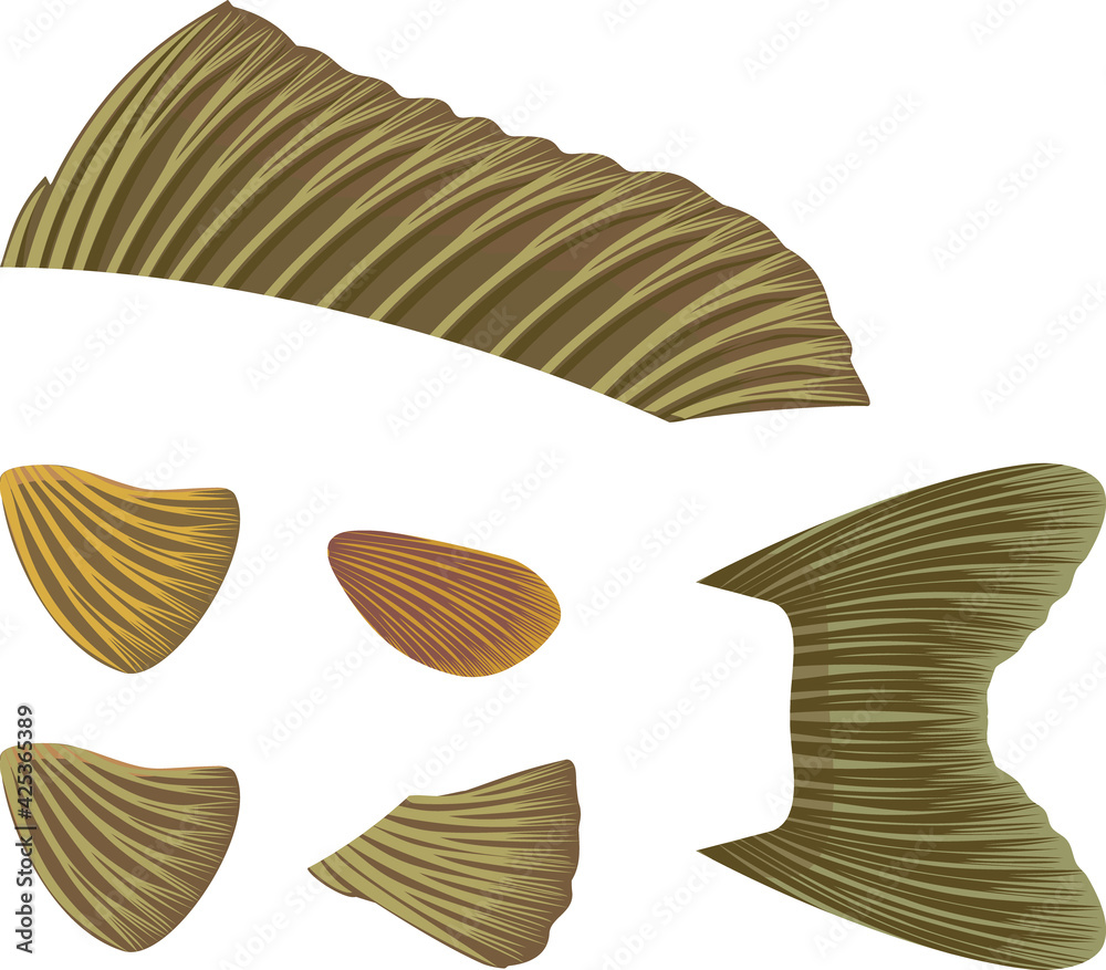 Different types fish fins isolated on white background. Illustration ...