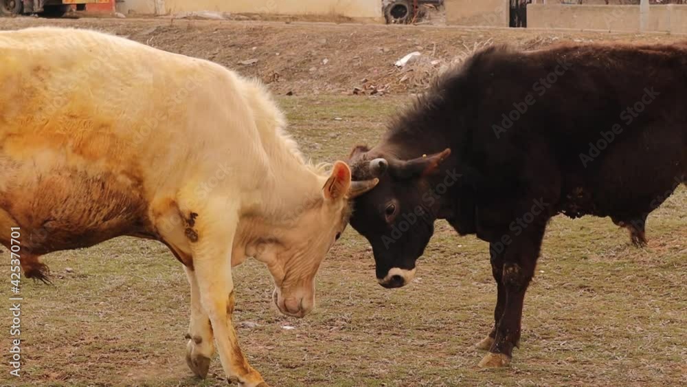 Two calves are young 8 months old. This is not a fight. They just play ...