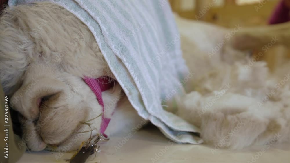 Video „Zoomed in shot of an alpaca under sedative effect being sheared ...