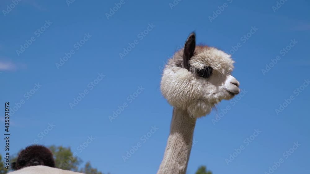 Zoomed in video of a tall alpaca, standing proudly with its woolly ...