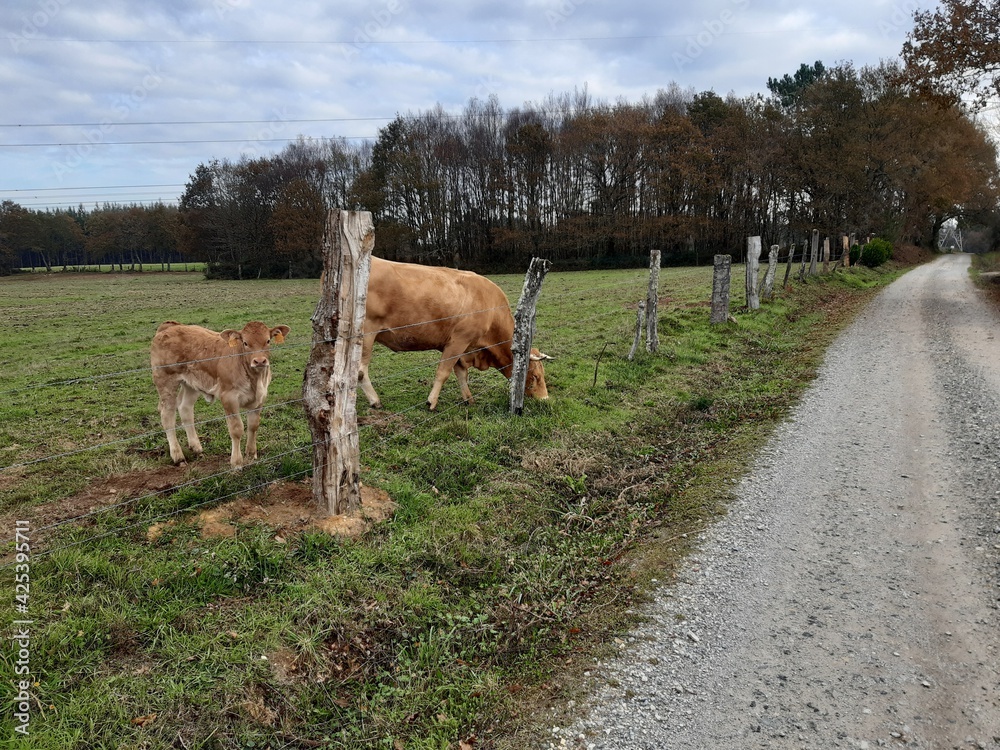 Vaca junto a una de sus crías en Galicia. Las terneras son muy ...