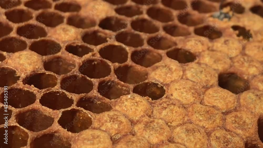 Vidéo Stock The male varroa destructor mite walks around the frame with ...