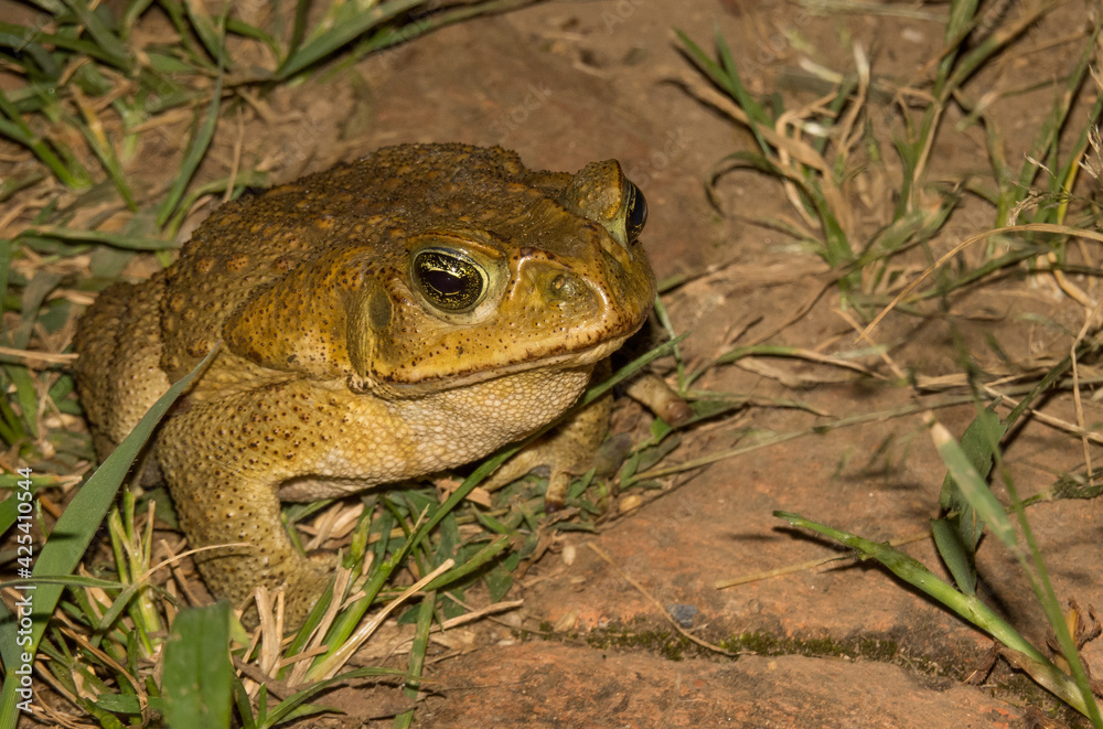 Rhinella horribilis o Rhinella marina, sapo común, sapo en pasto Stock ...