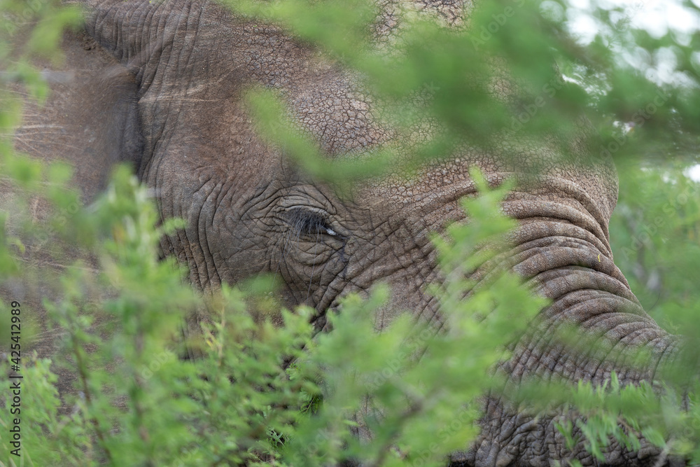 African elephant eating in the bushes. African safari in the Hluhluwe ...