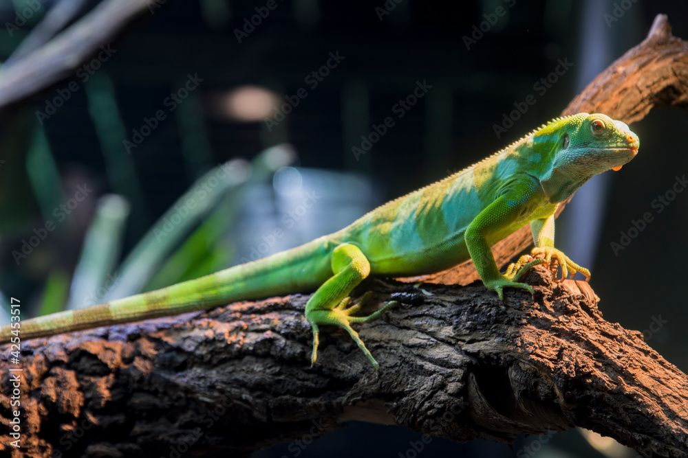the closeup image of Fiji banded iguana (Brachylophus fasciatus) An ...