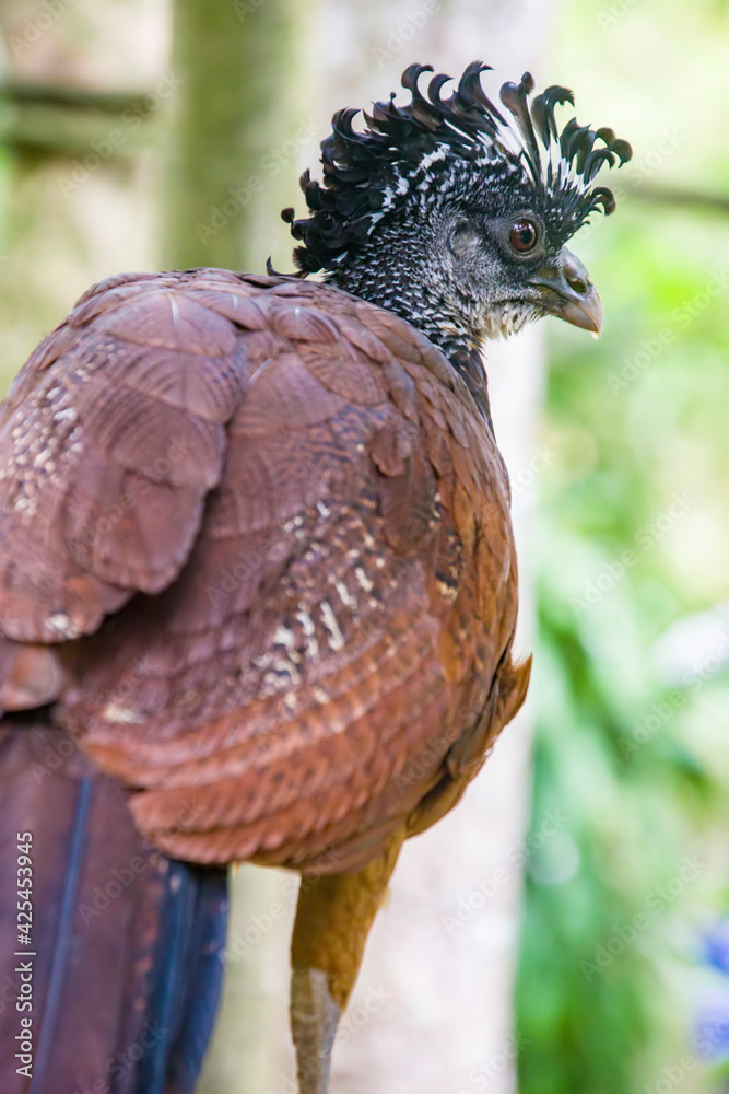 A female great curassow (Crax rubra) with rufous morph. A large ...