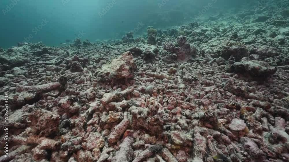 Dead Bleached Coral Reef (Coral Bleaching) Stock Video | Adobe Stock
