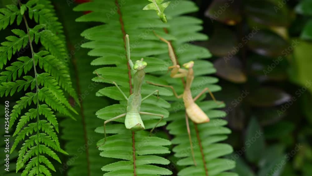 Vídeo do Stock: Praying Mantis, Rhombodera megaera, Thailand; footage ...