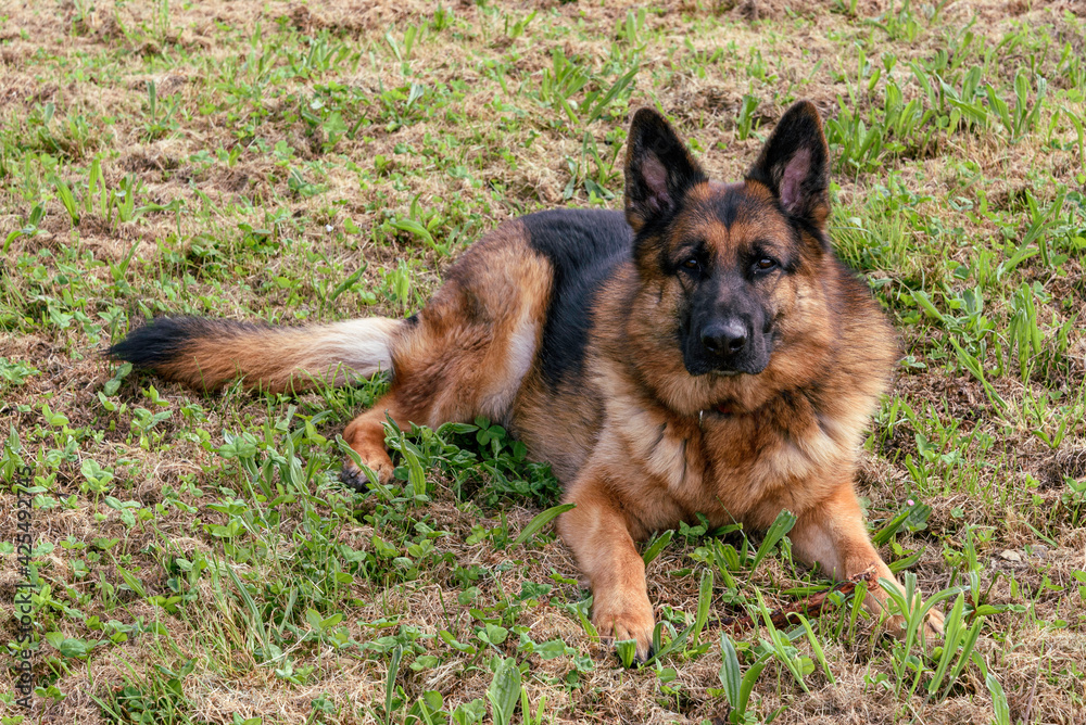 German grass dog lying down, with an attentive gaze, with its ears ...