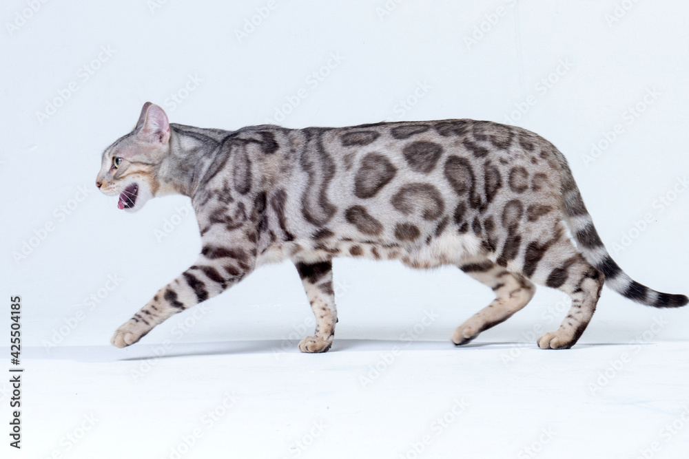 Silver Bengal Cat in studio Stock Adobe Stock