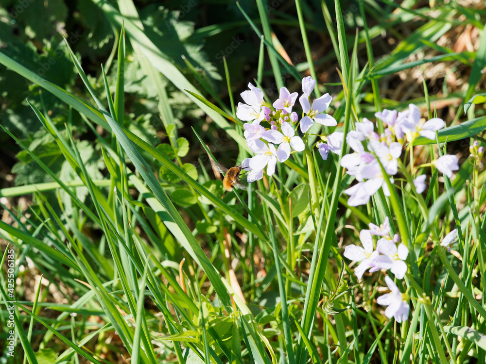 Bombylius major or Large bee-fly Dark with body covered by a coat of ...