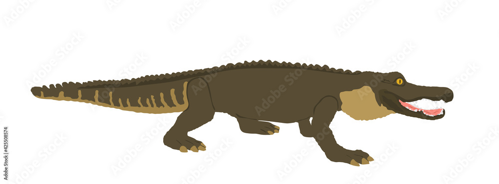 Crocodile vector illustration isolated on white background. Alligator ...