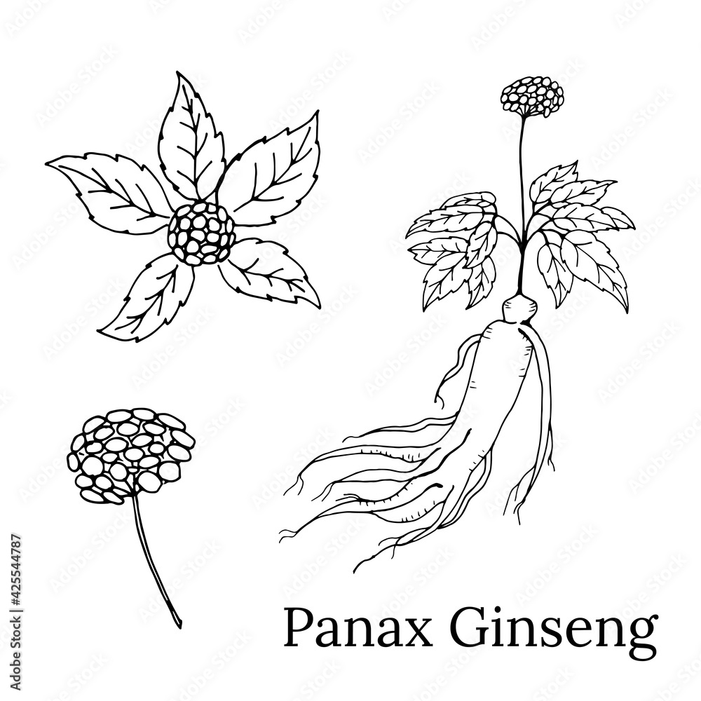 Drawing of leaves and root of ginseng. Ginseng root and berry vector ...