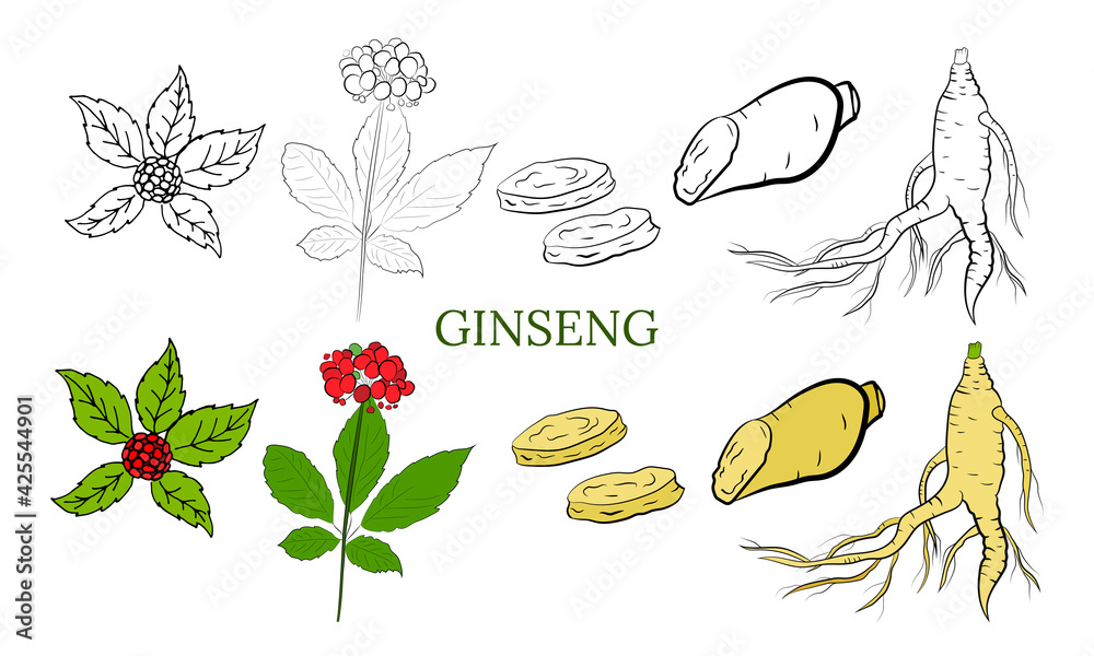 Drawing of leaves and root of ginseng. Ginseng root and berry vector ...