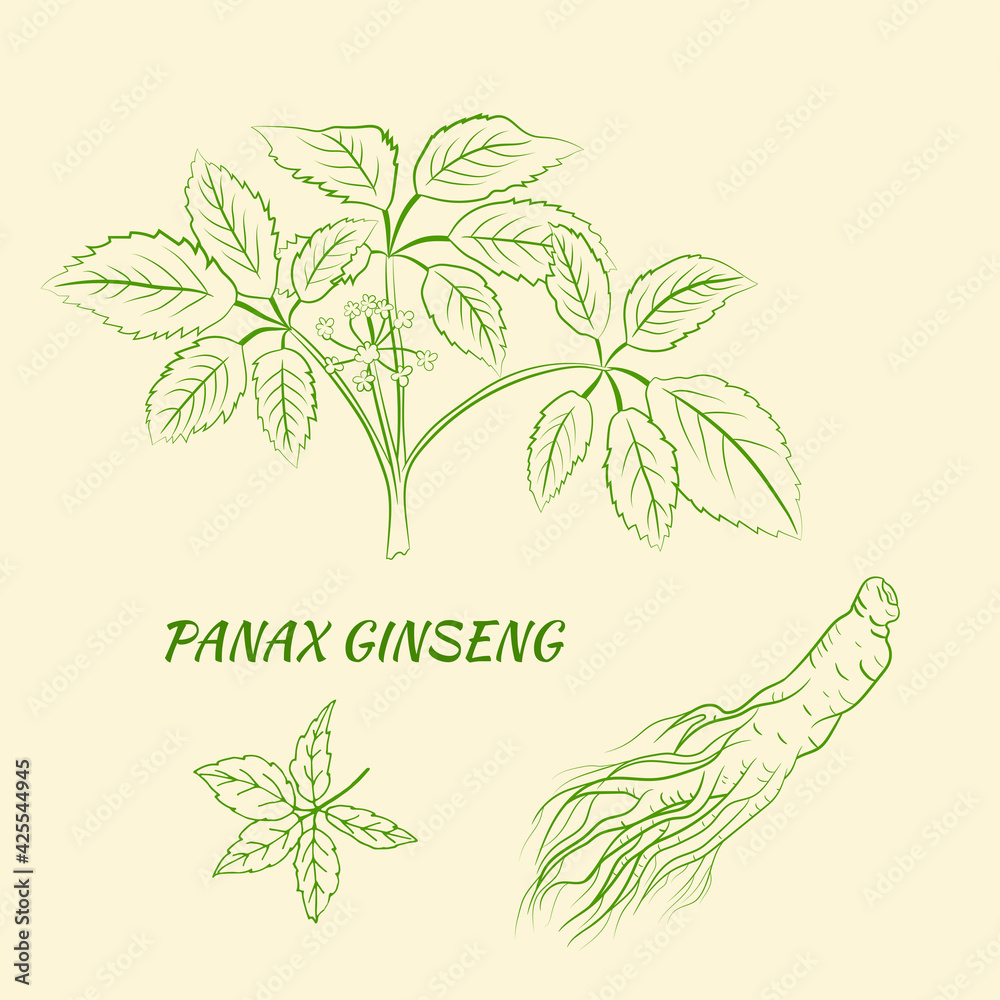 Drawing of leaves and root of ginseng. Ginseng root and berry vector ...