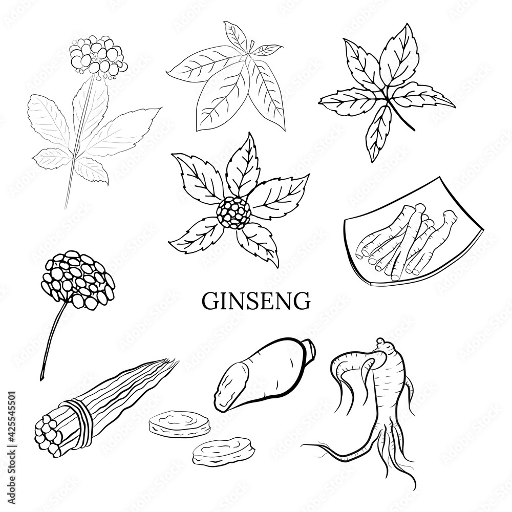 Drawing of leaves and root of ginseng. Ginseng root and berry vector ...