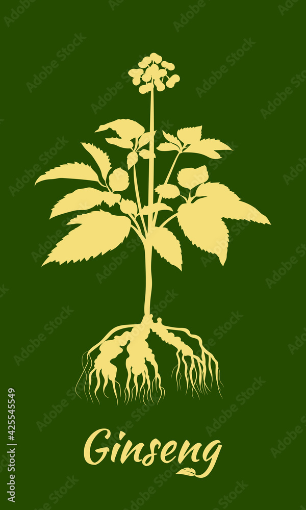 Drawing of leaves and root of ginseng. Ginseng root and berry vector ...
