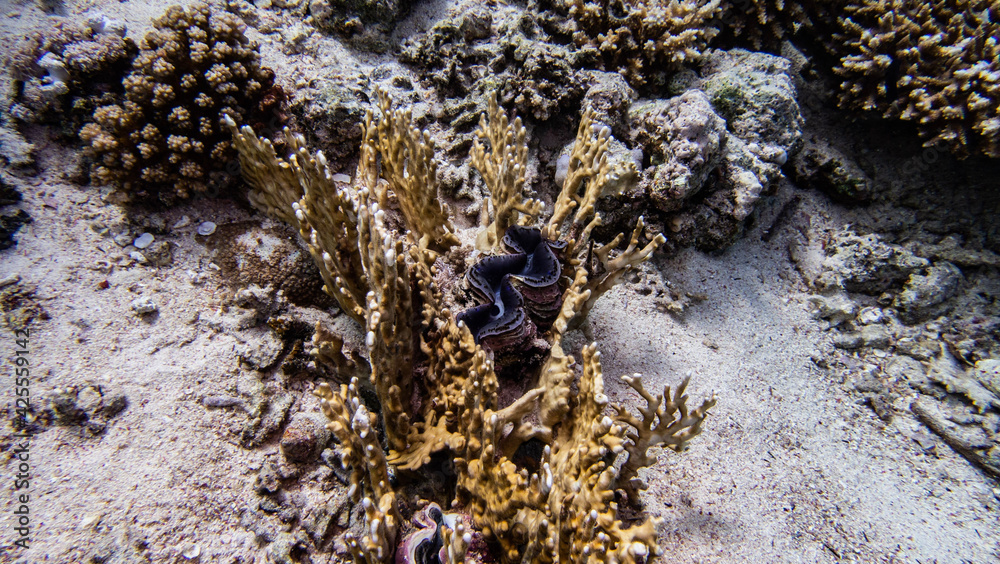 Underwater photography of a liveaboard diving trip in the Red Sea ...