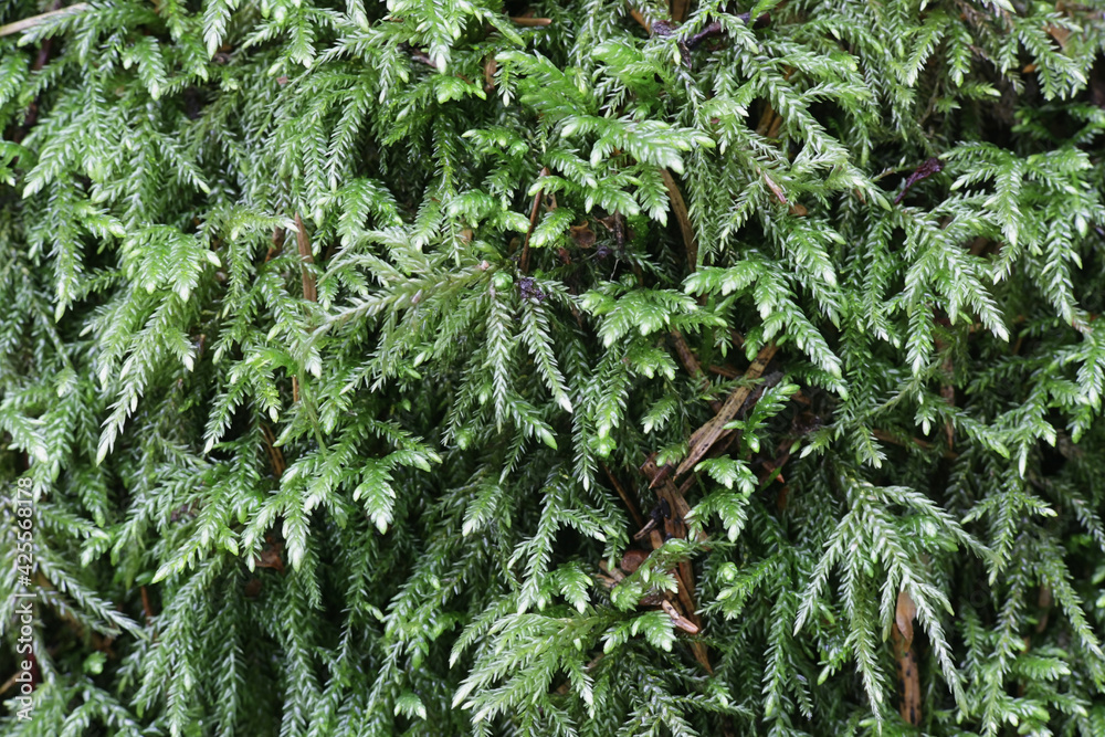 Isothecium alopecuroides, known as larger mouse-tail moss Stock-Foto | Adobe Stock