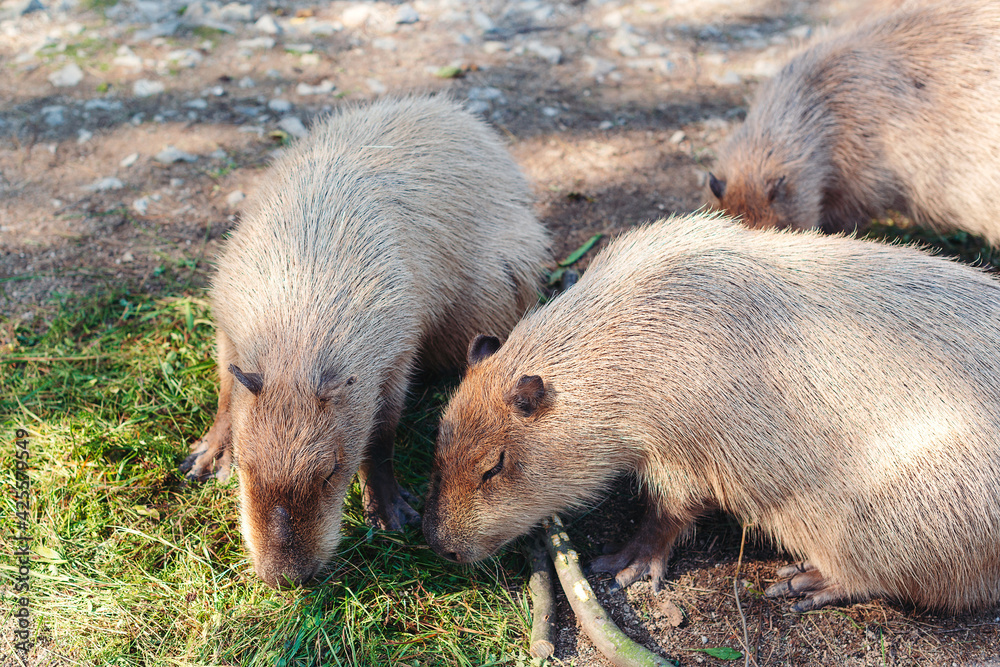 Family of capybara in the national park. Capybara animal in the zoo ...