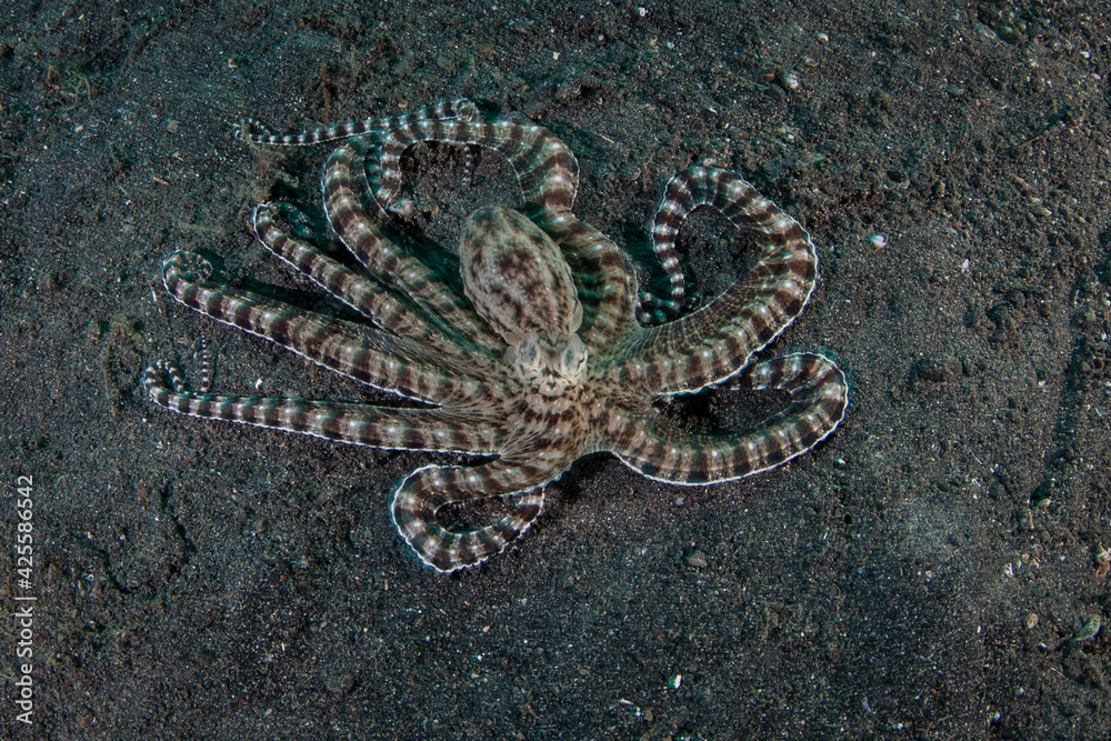 A Mimic octopus, Thaumoctopus mimicus, crawls across a black sand seafloor in Lembeh Strait ...