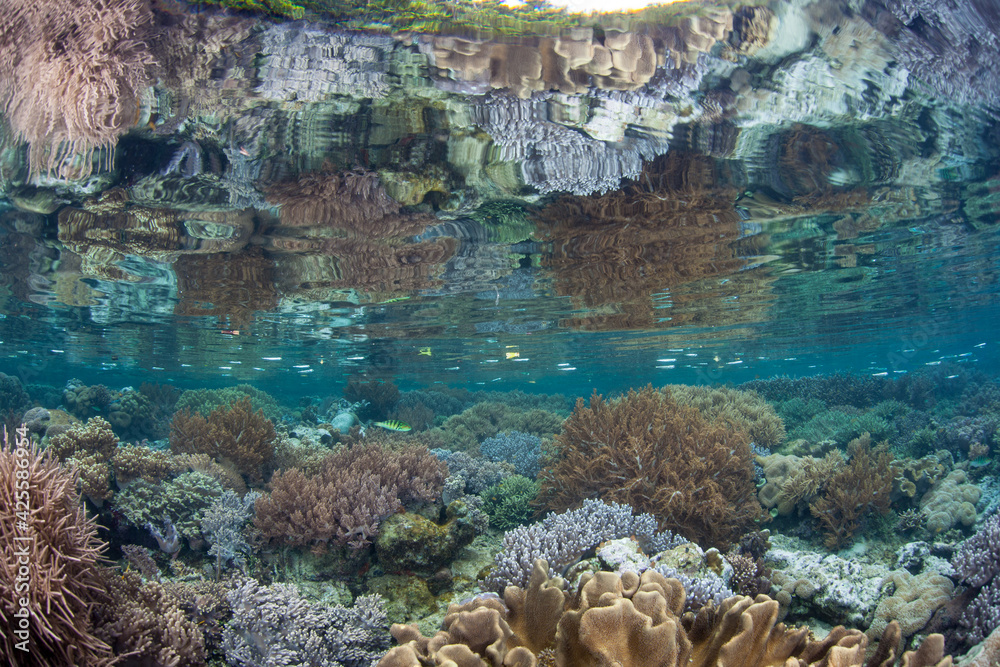 Healthy corals thrive in shallow water in Raja Ampat, Indonesia. This ...