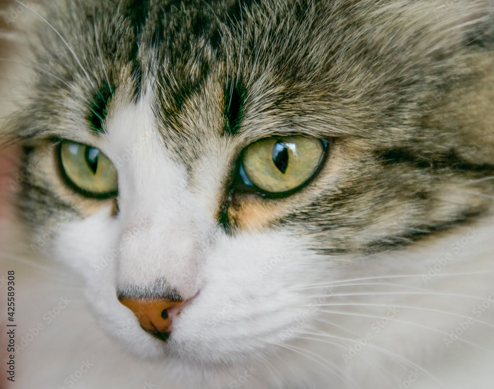 Mirada fija del gato atento con ojos verdes y pupilas verticales. Stock ...