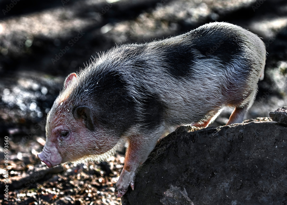 Piglet of domestic minipig on the stone in its enclosure Stock Photo ...