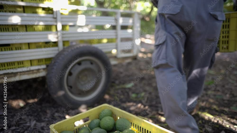 Farmers loading the truck with full hass avocados boxes. Harvest Season ...